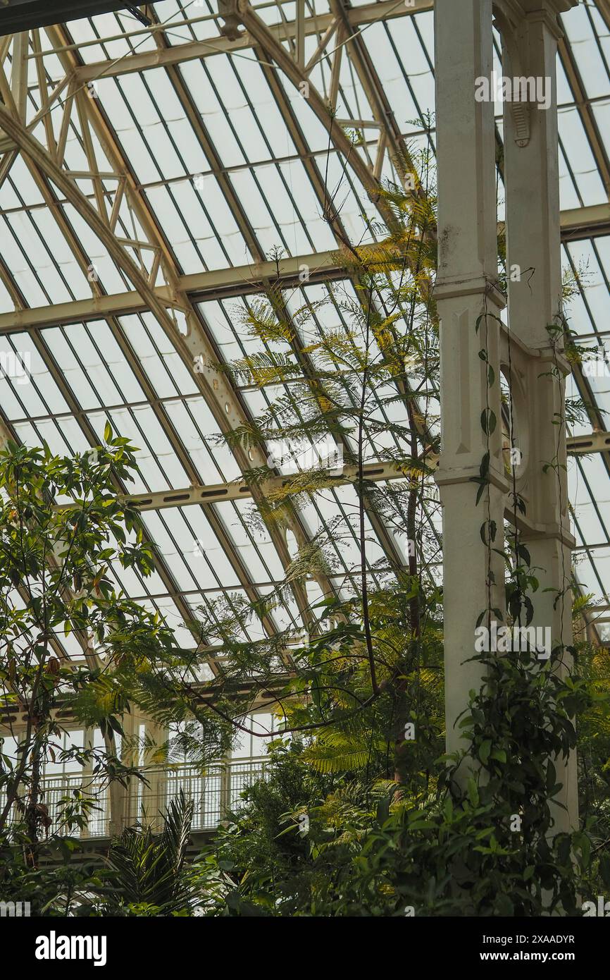 an Atrium with trees growing on glass roof Stock Photo - Alamy