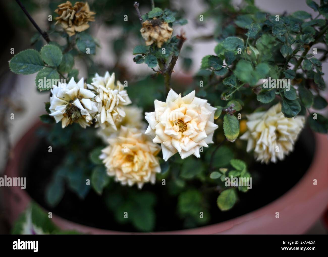 A closeup of white roses in a pot in a garden in Doha, Qatar Stock ...