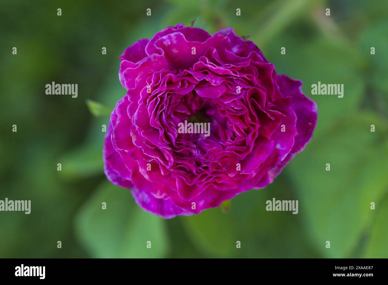 close-up photography of a half-open pink rose flower on a blurred ...