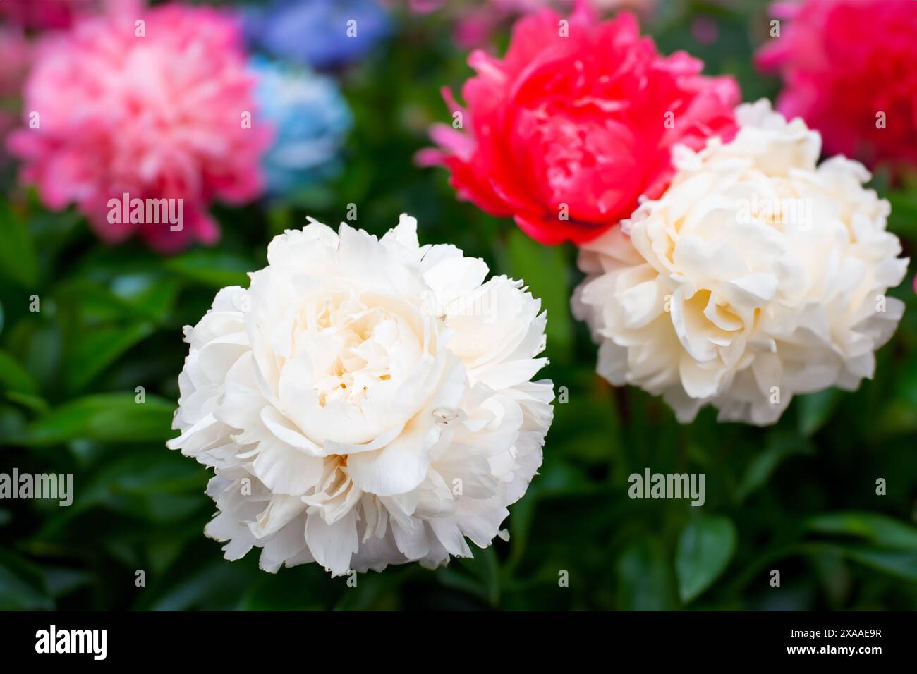Colorful peonies hi-res stock photography and images - Alamy