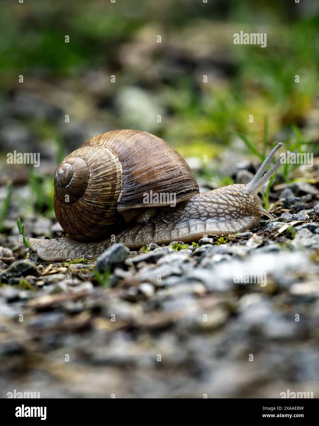 Shelled snail hi-res stock photography and images - Alamy