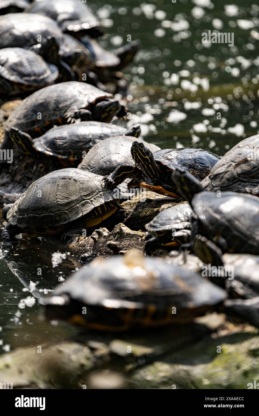 A group of painted turtles basking on a log near the water Stock Photo ...