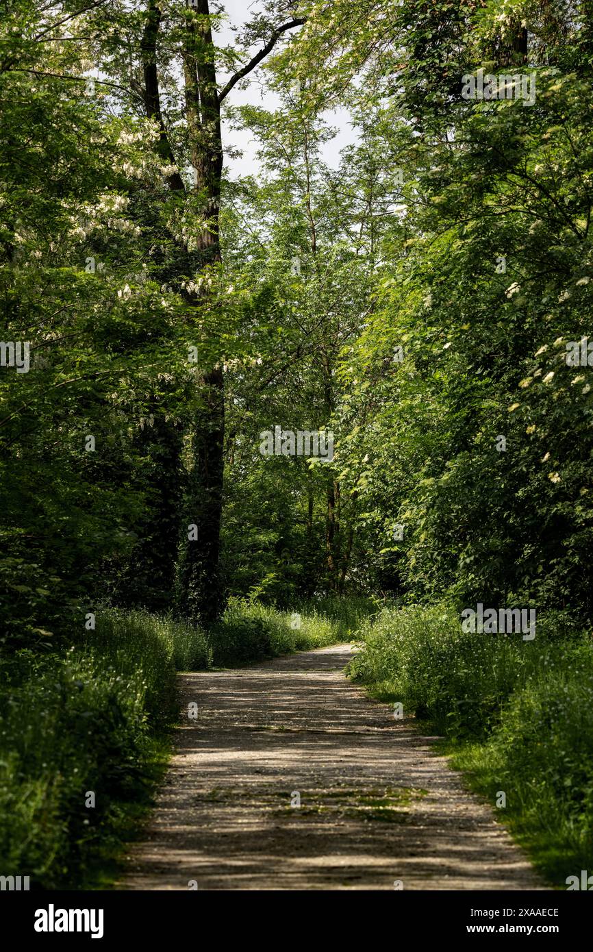 A scenic path winding through a forest, surrounded by trees and ...