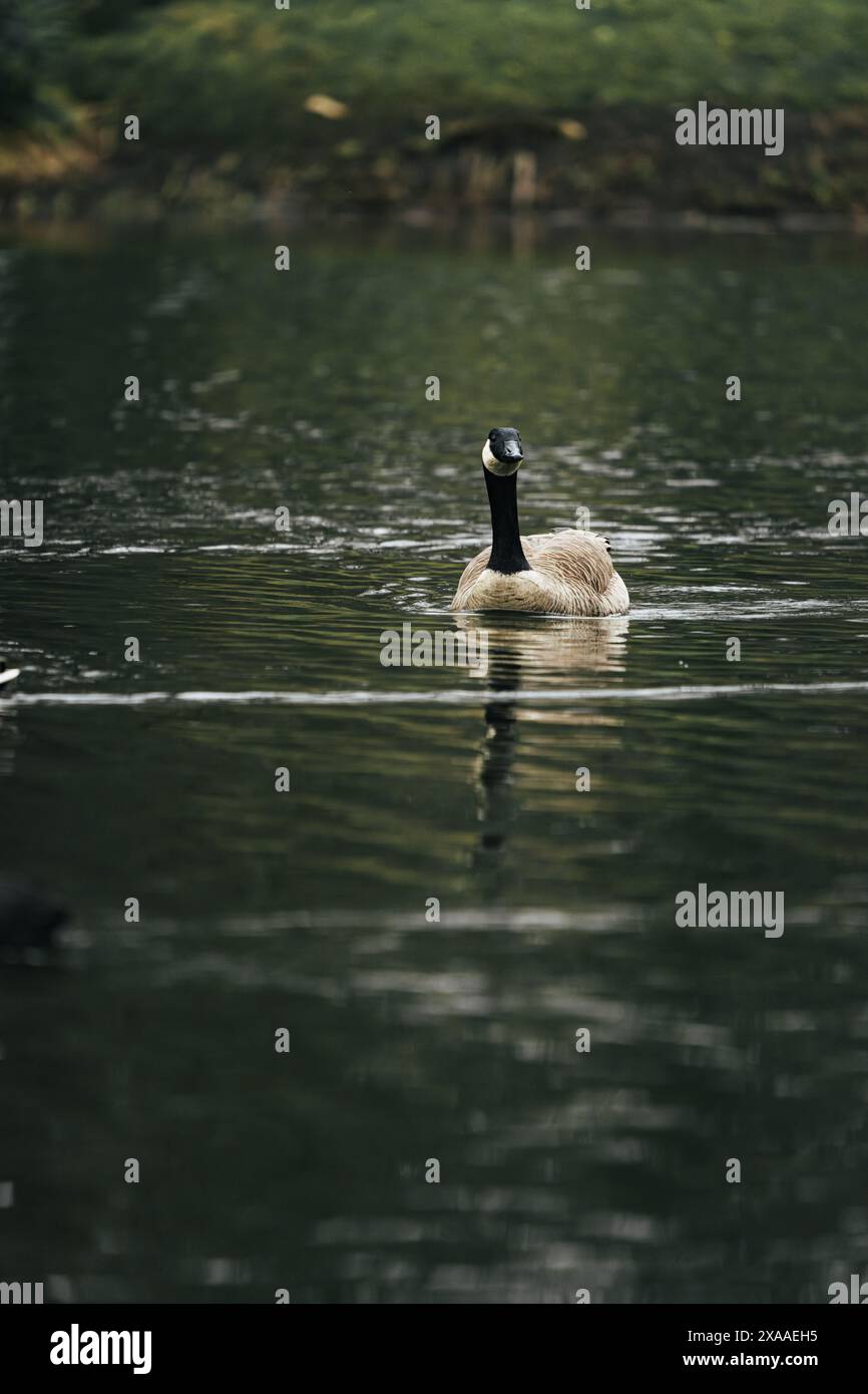 A Canada goose floating in the lake Stock Photo - Alamy