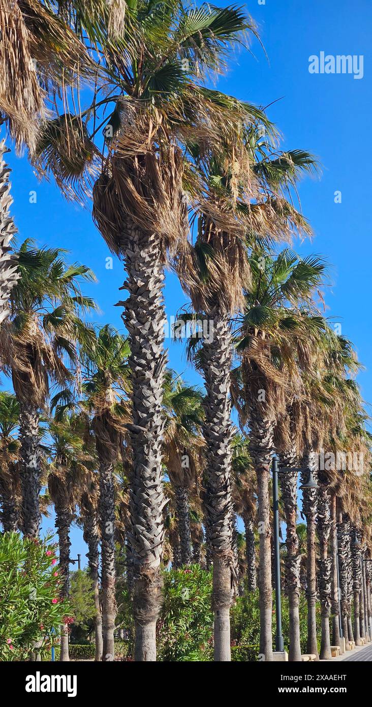 Lush greenery spain hi-res stock photography and images - Alamy