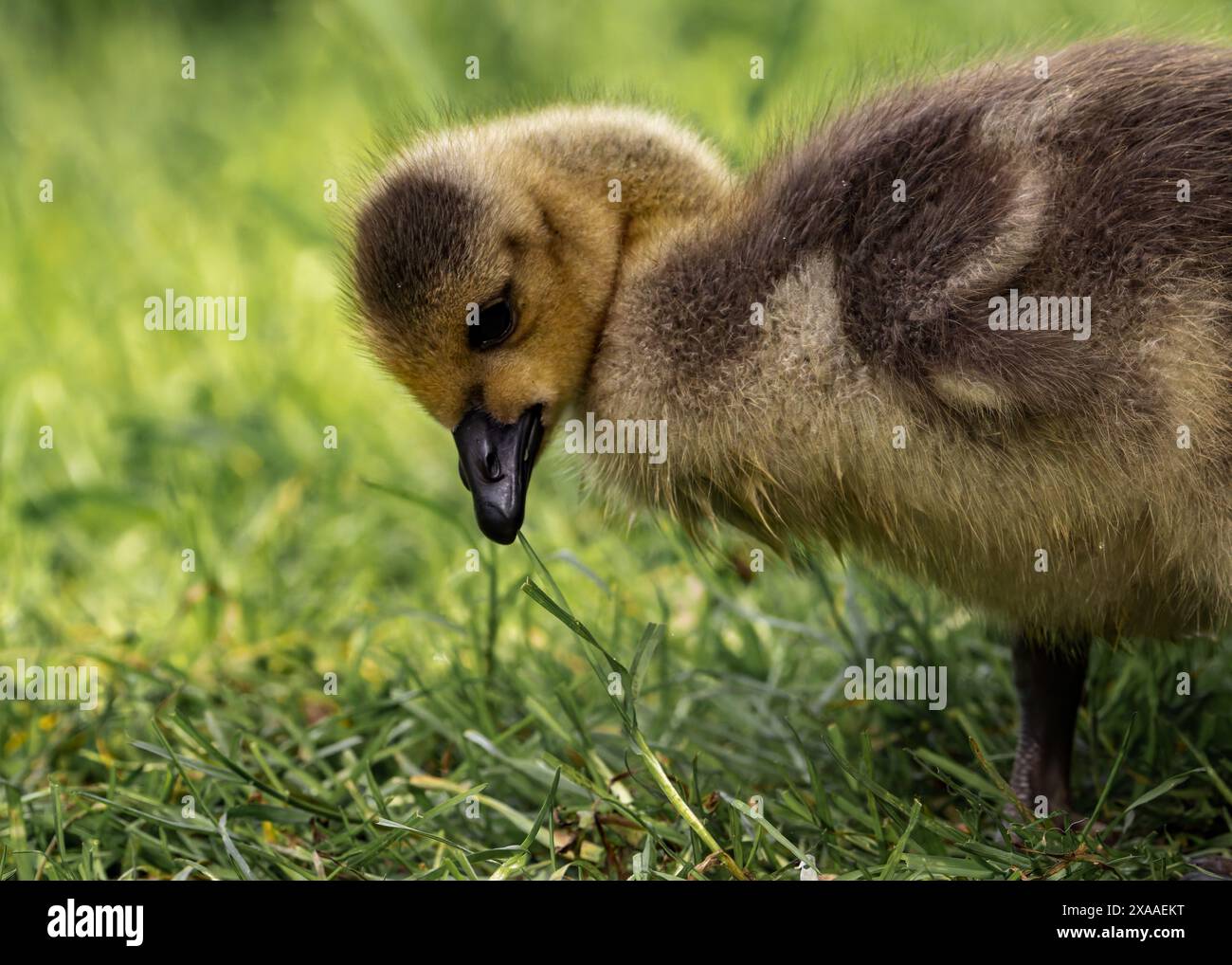 Gosling exploration hi-res stock photography and images - Alamy