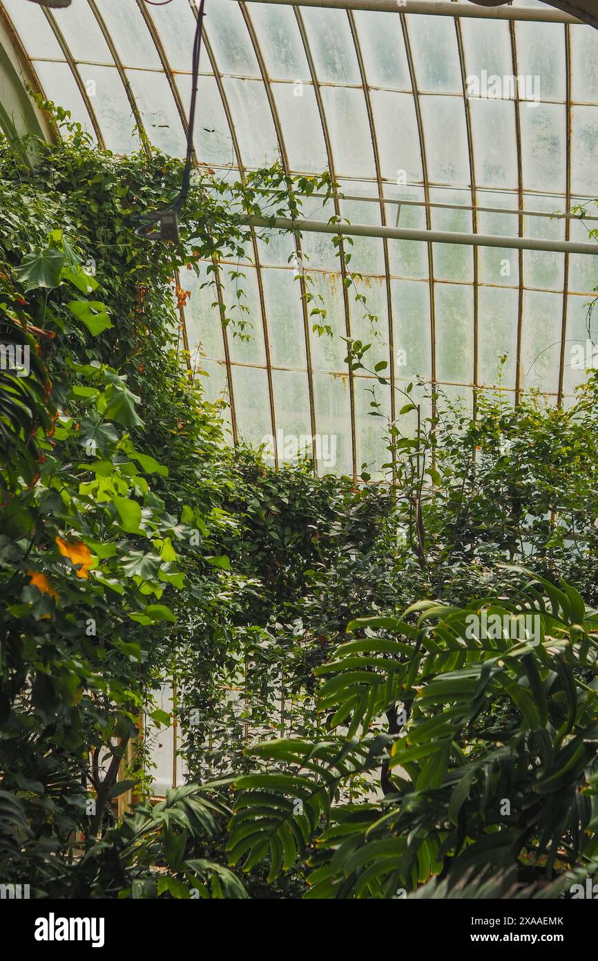 an Interior of a greenhouse building with indoor plants and foliage ...