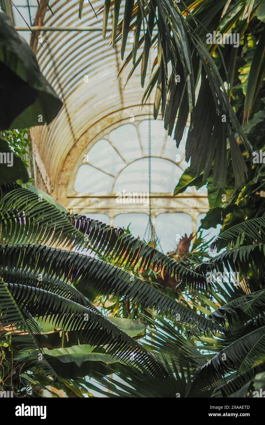 A Glass arched ceiling with lush green foliage under it Stock Photo - Alamy
