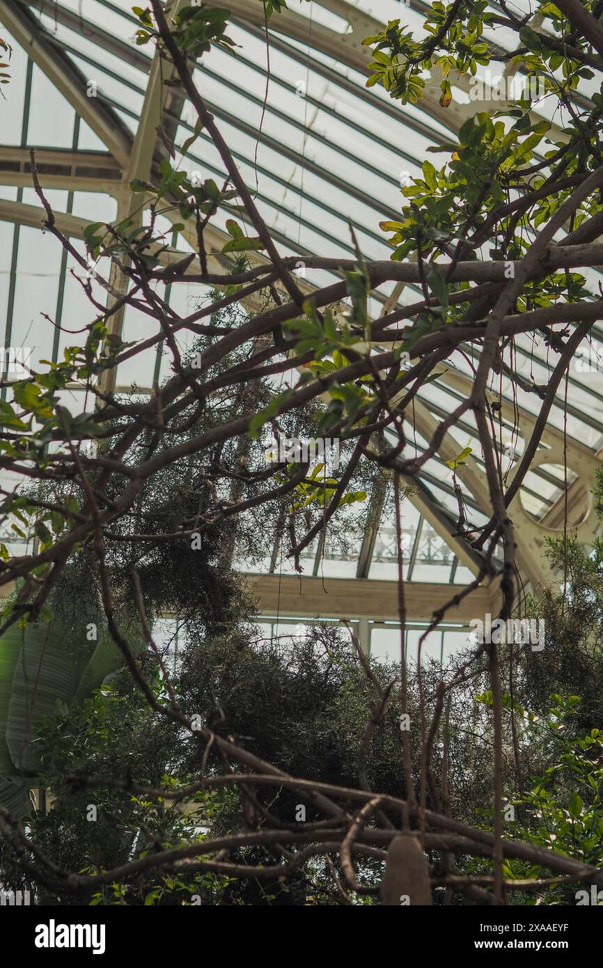 Inside large greenhouse trees hi-res stock photography and images - Alamy