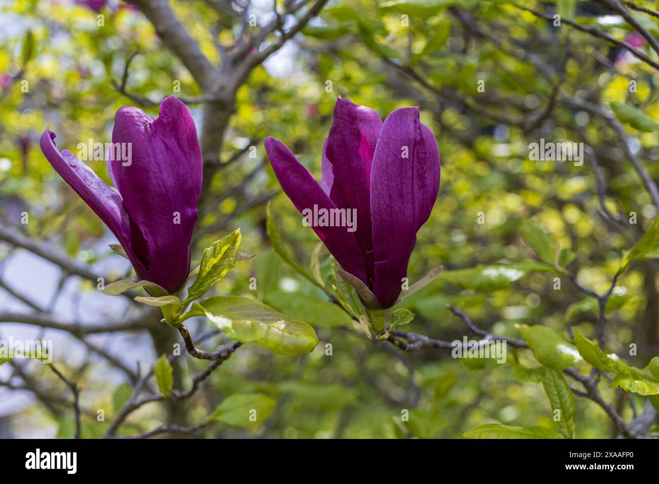 close-up photography of dark purple magnolia flowers on a tree branch ...