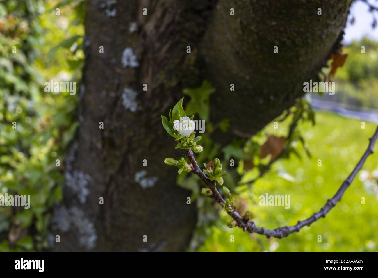 close-up photography of an old fruit tree trunk with Hedera vine ...