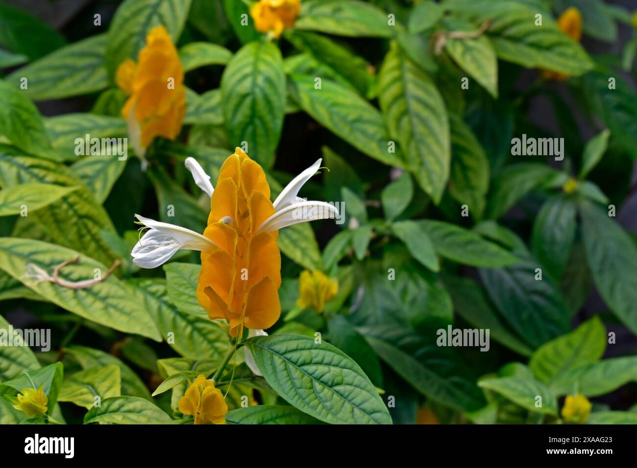 Golden shrimp plant flower (Pachystachys lutea) in Rio de Janeiro ...