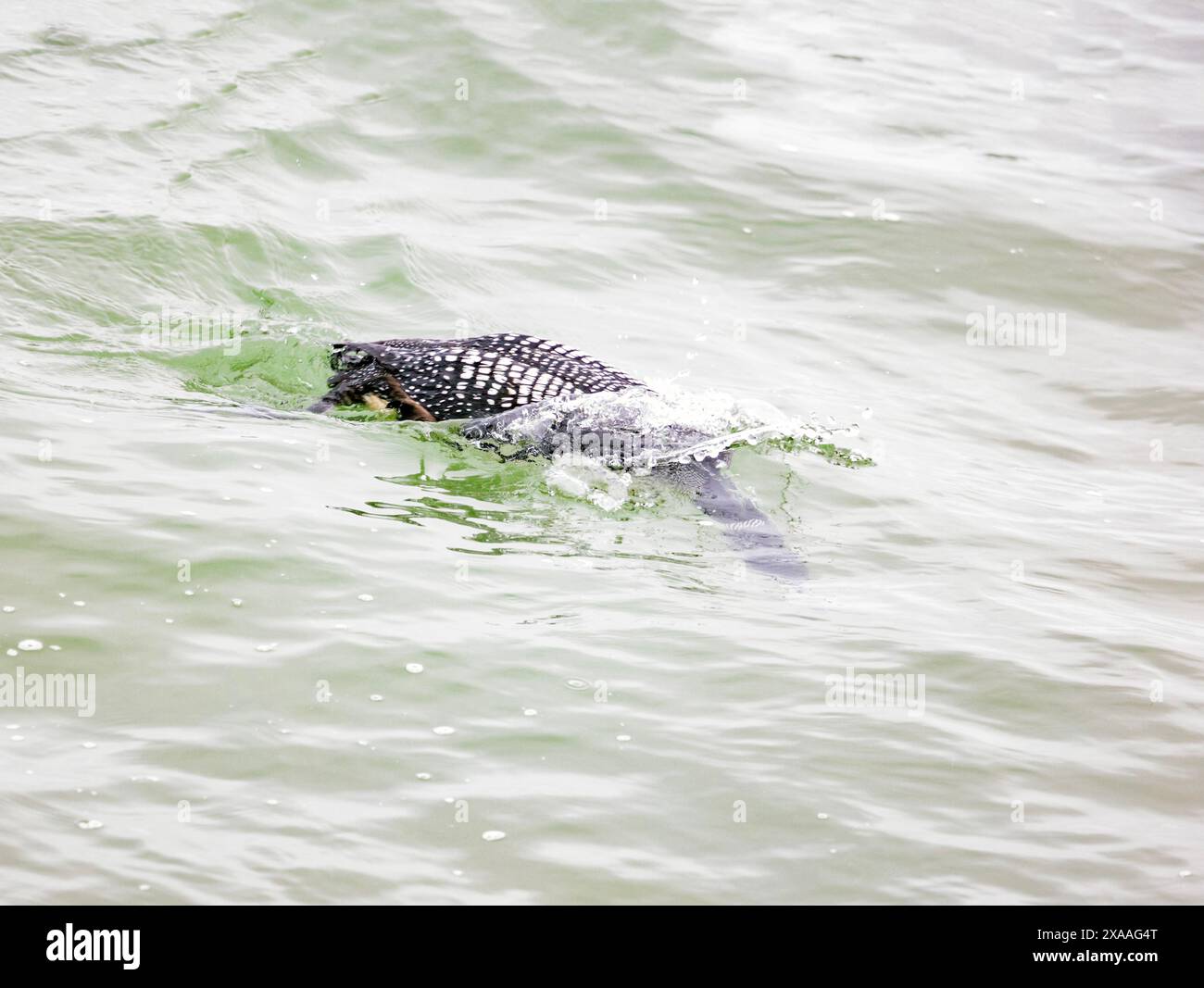 Common Loon Diving Head & Neck Visible Under Water Stock Photo - Alamy