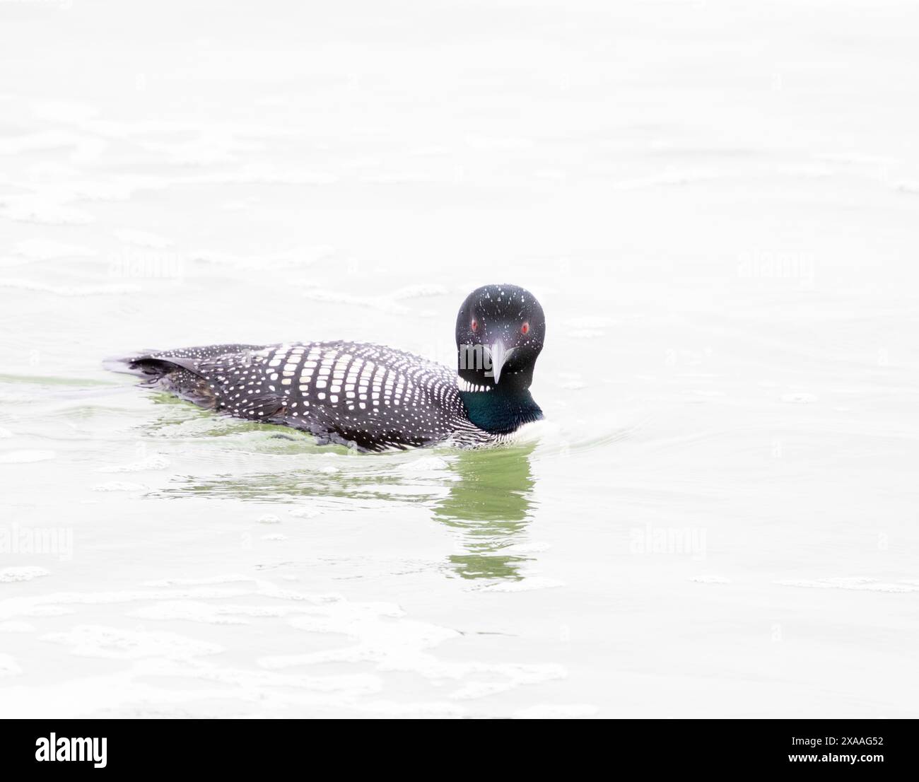 Common loon in breeding hi-res stock photography and images - Alamy