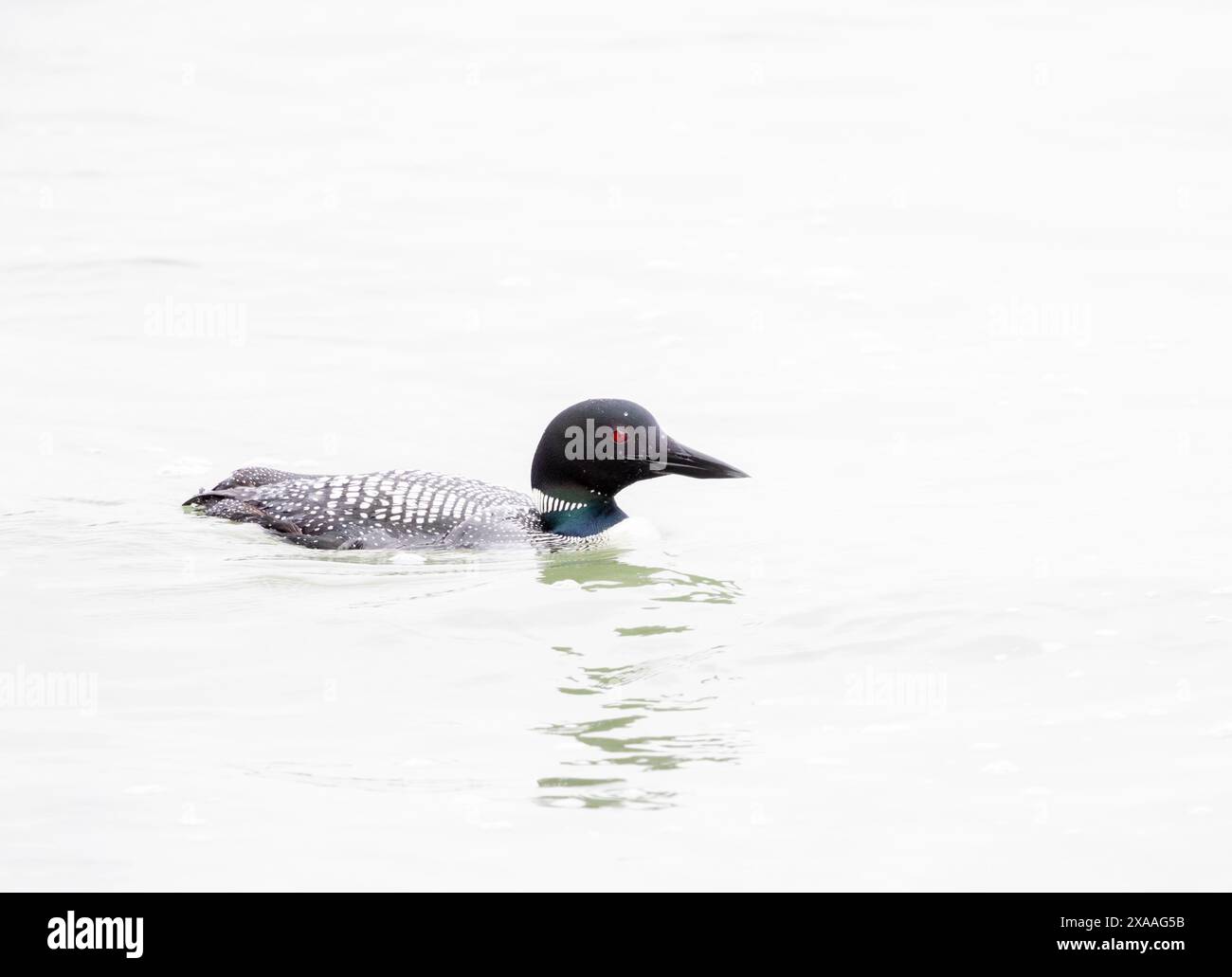 Common loon in breeding hi-res stock photography and images - Alamy
