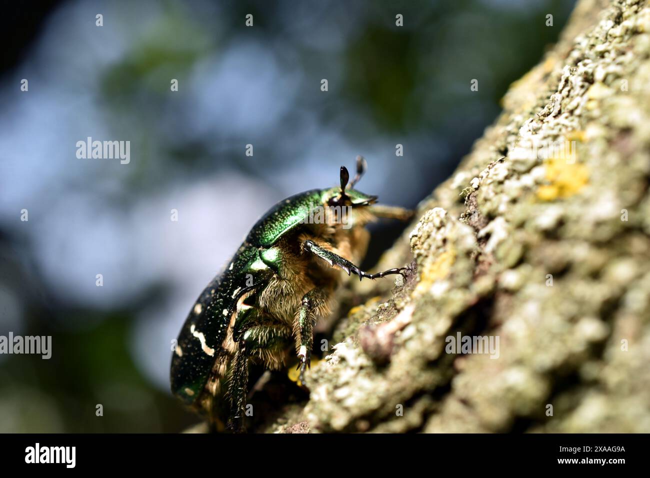 A green-colored Golden Bronze beetle sits on a tree trunk, side view ...