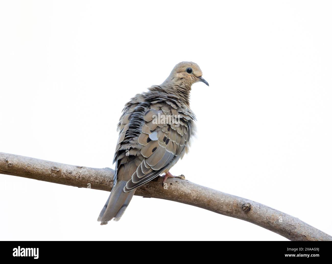 Mourning dove hi key hi-res stock photography and images - Alamy