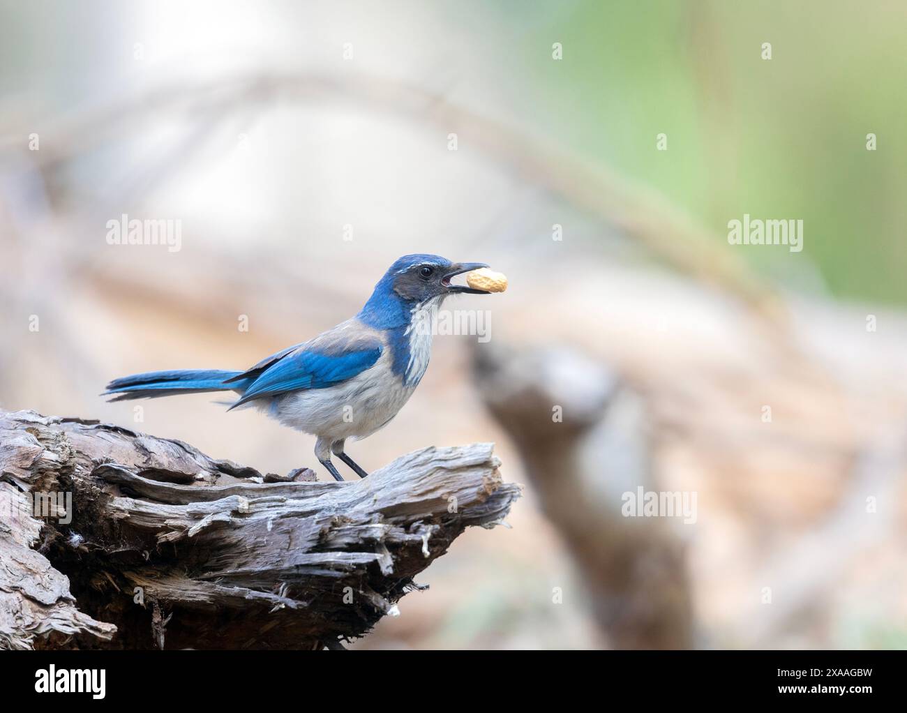 Western Scrub Jay Holding Peanut Stock Photo - Alamy