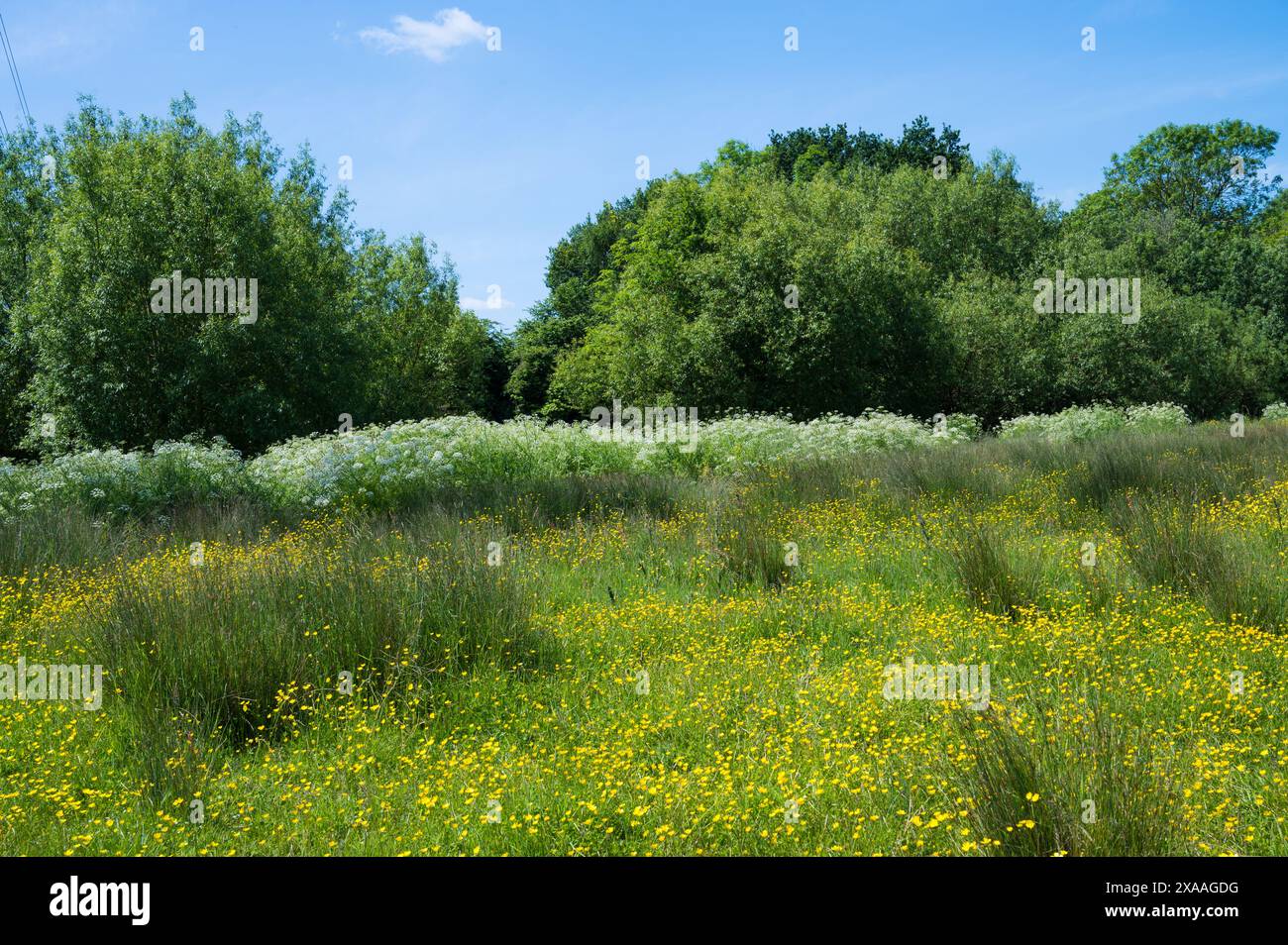Grassy area covered with wild buttercups Denham Country Park. The area ...
