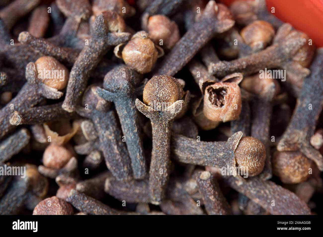 A close-up texture of freshly dried cloves scattered on the ground ...