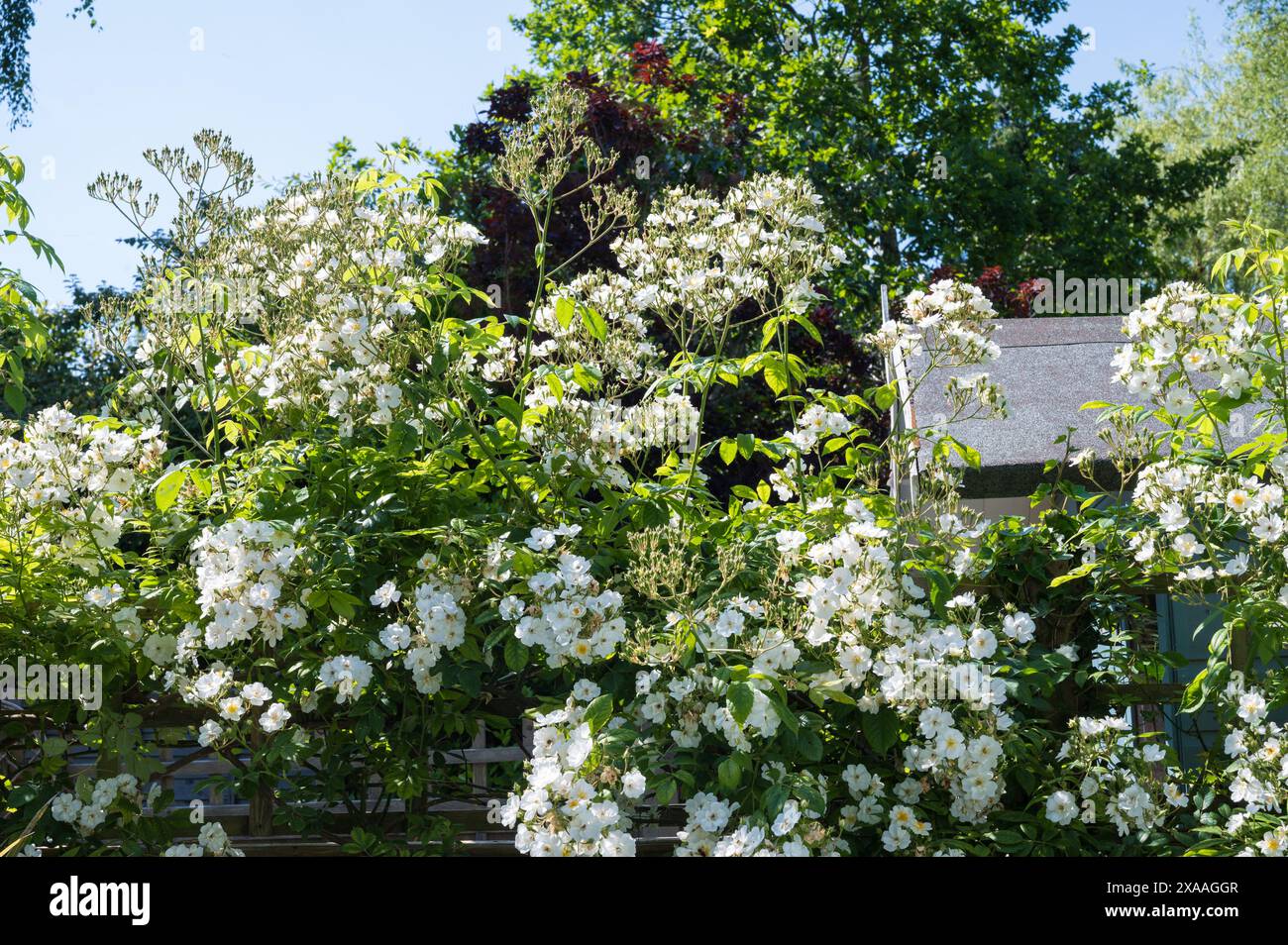 Rambling Rector rambling rose Rosa Rosaceae in bloom in English ...
