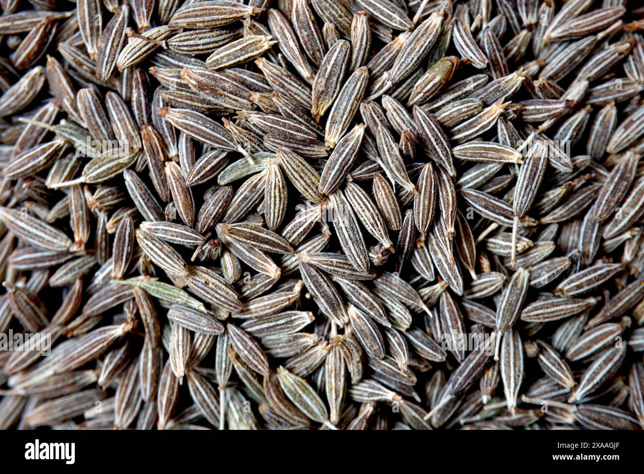 Pile and left side view of cumin seeds with close-up shot Stock Photo ...