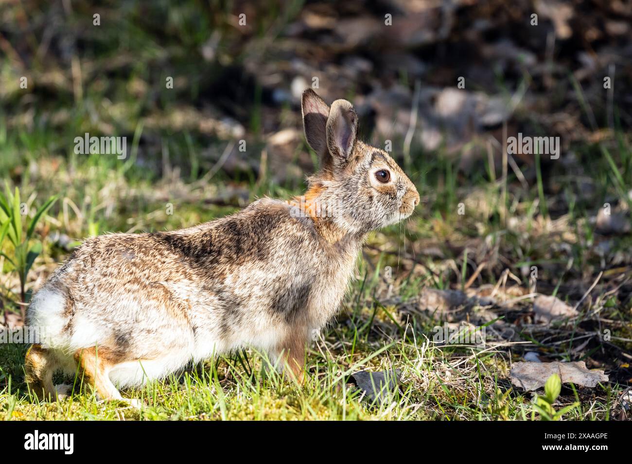 Closeup side profile of a Cottontail rabbit infested with ticks Ontario ...