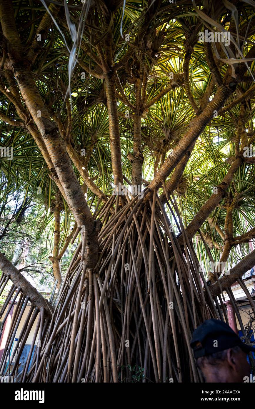 A type of Central American fig tree, Courtyard of the Municipal Palace ...