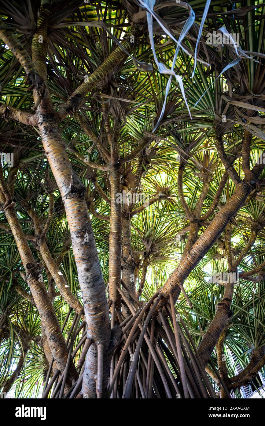 A type of Central American fig tree, Courtyard of the Municipal Palace ...