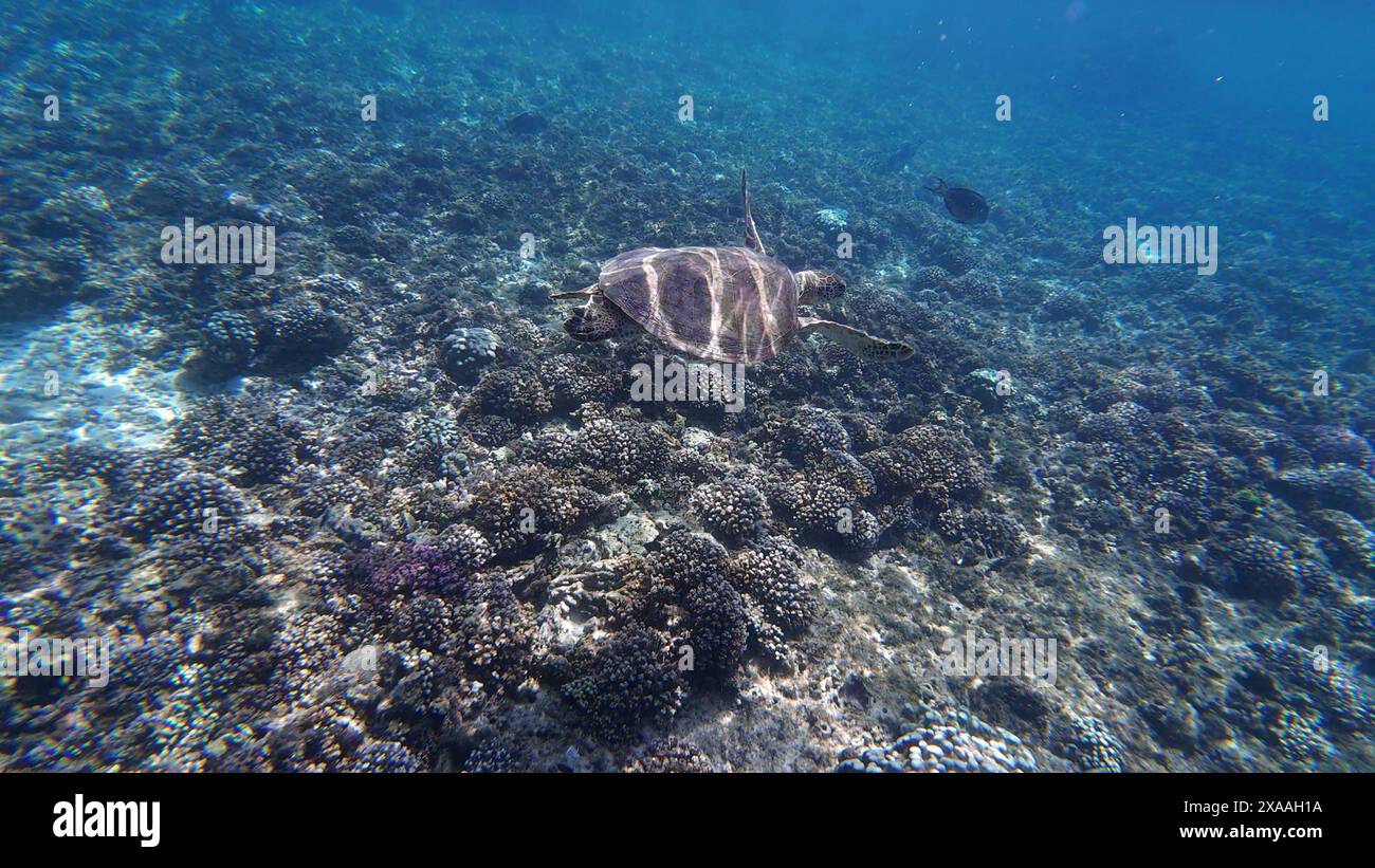 Photography of fish. turtle and corals in Oman near Muscat during ...