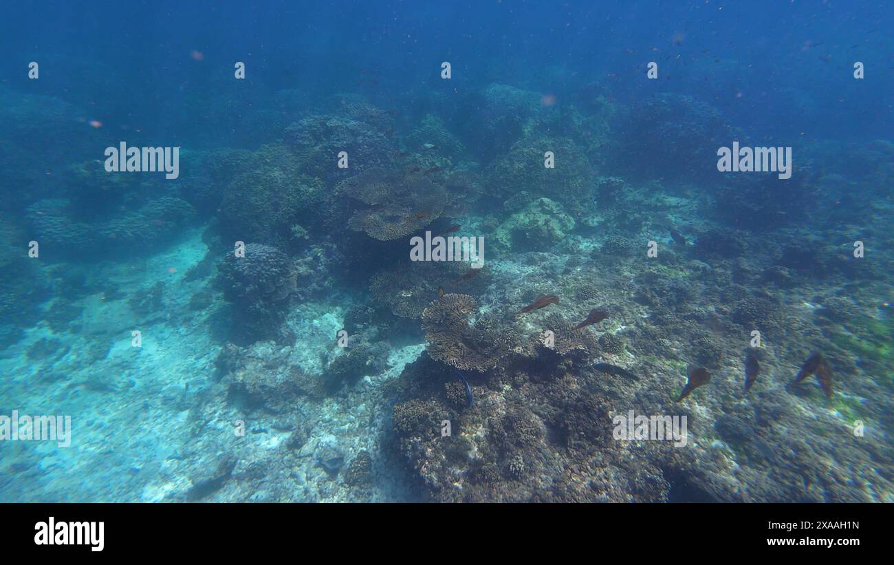 Photography of fish and corals in Oman near Muscat during spring sunny ...