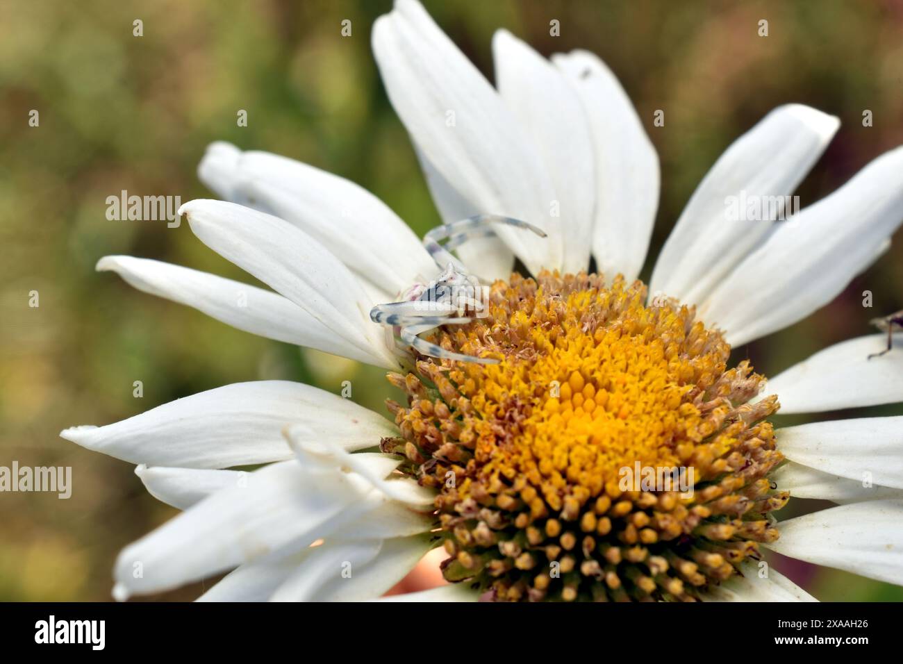 Super-macro dorsal view of Milky Flower Spider, Zygometis xanthogaster ...