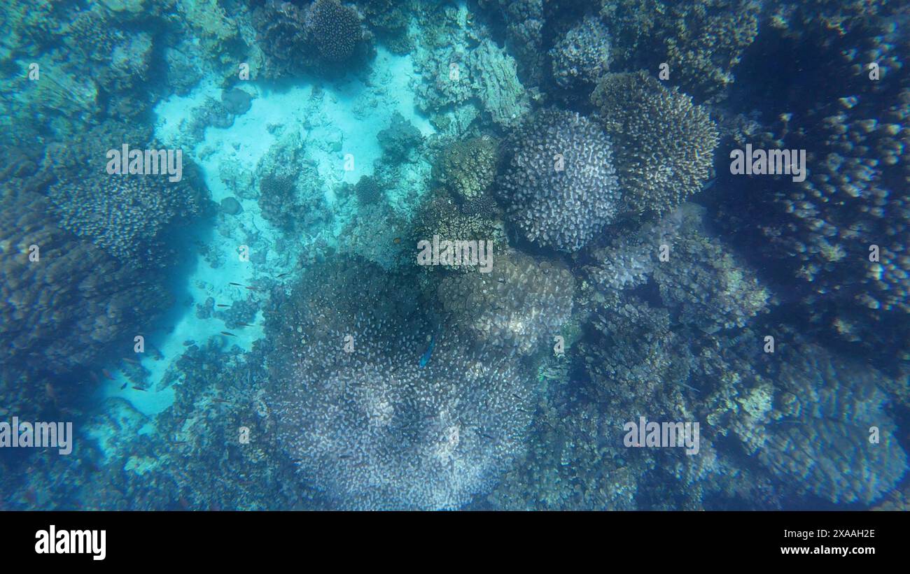 Photography of fish and corals in Oman near Muscat during spring sunny ...