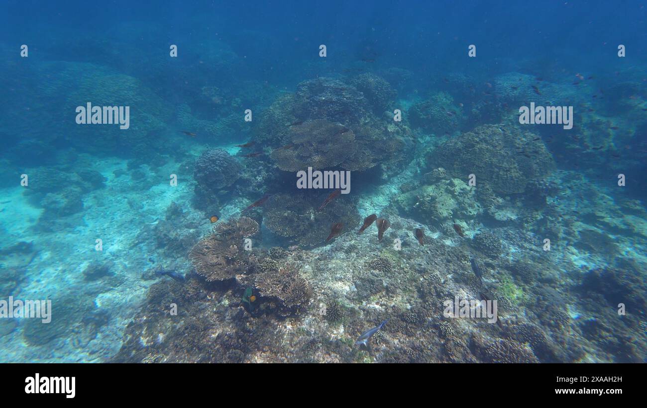 Photography of fish and corals in Oman near Muscat during spring sunny ...