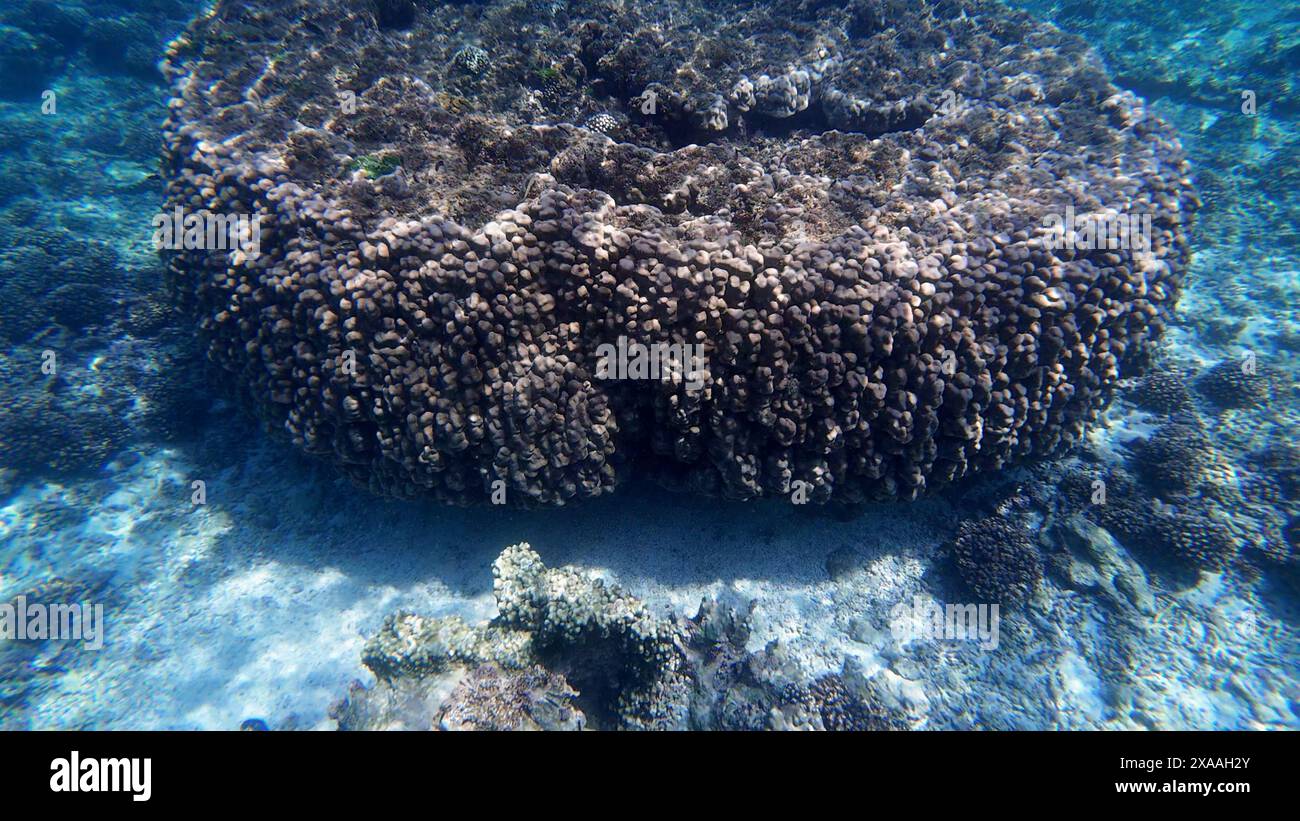 Photography of fish and corals in Oman near Muscat during spring sunny ...