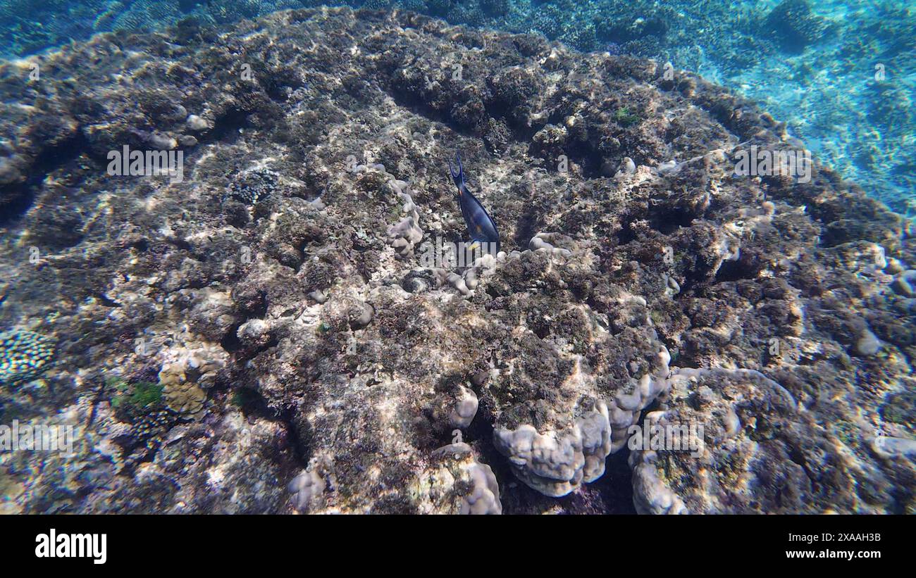 Photography of fish and corals in Oman near Muscat during spring sunny ...