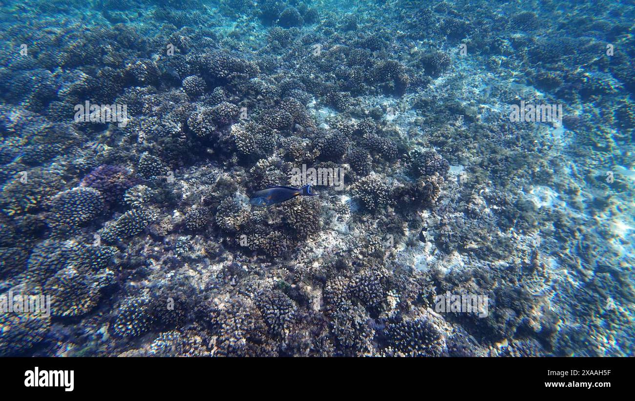 Photography of fish and corals in Oman near Muscat during spring sunny ...