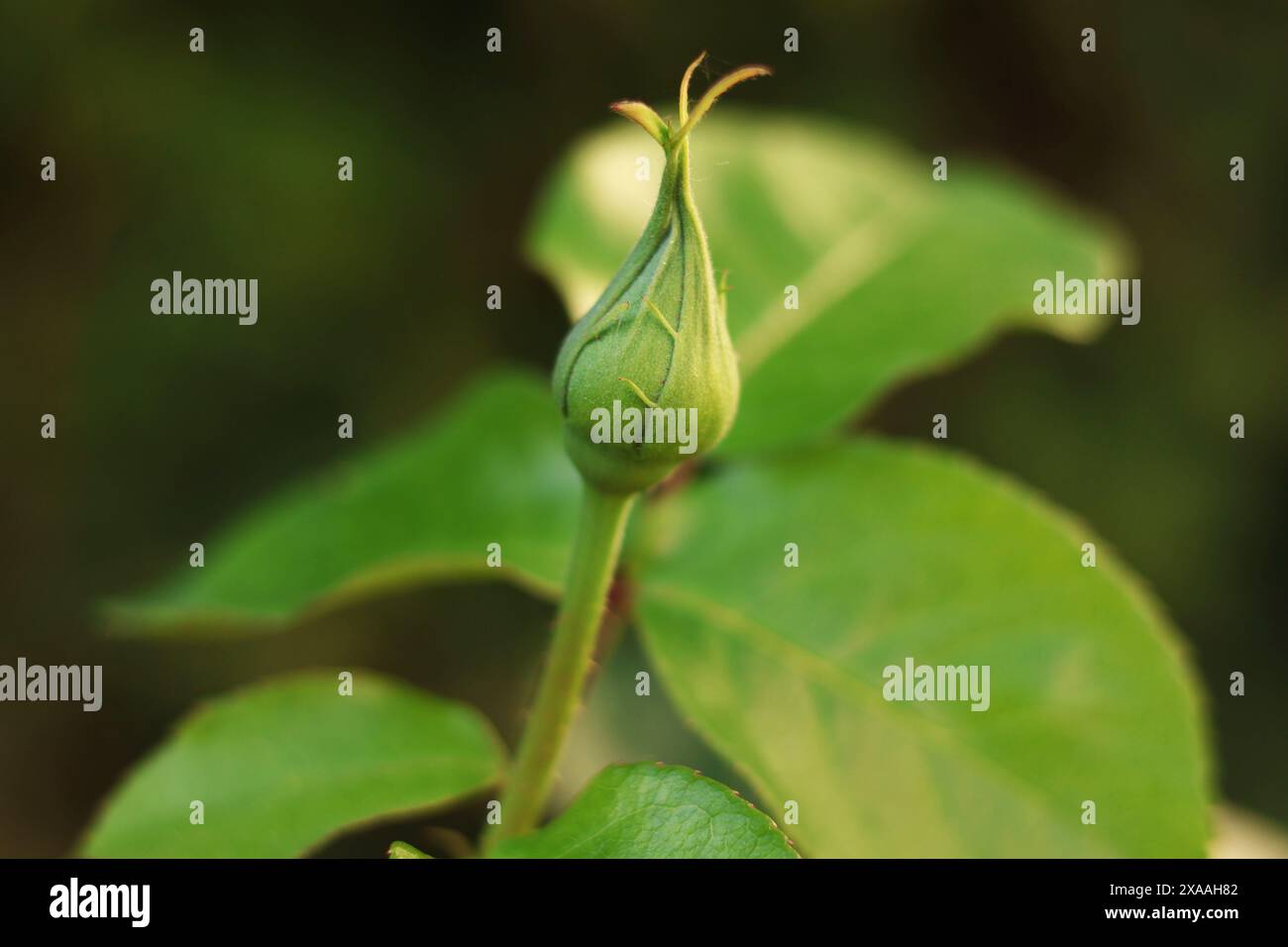 Design Background. Unopened rose flower bud and sun glare Stock Photo ...