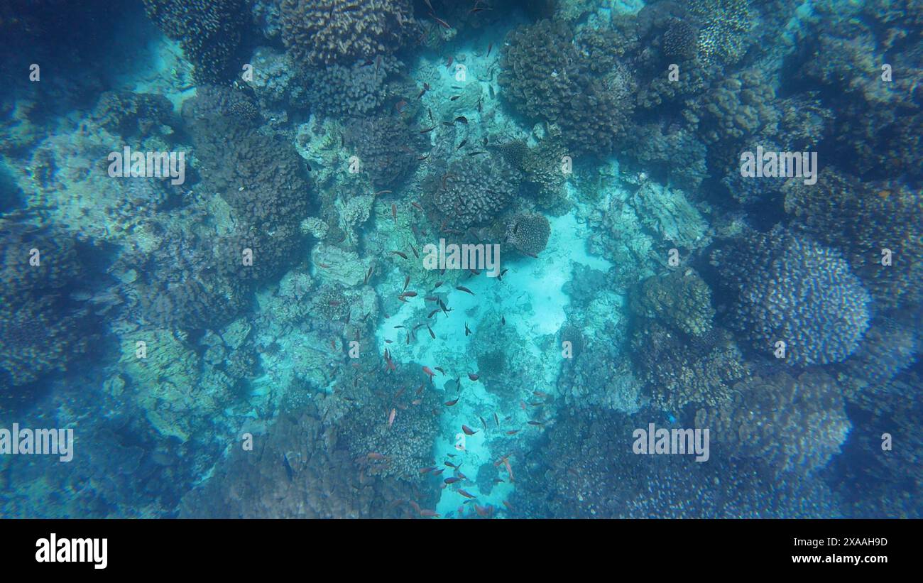 Photography of fish and corals in Oman near Muscat during spring sunny ...