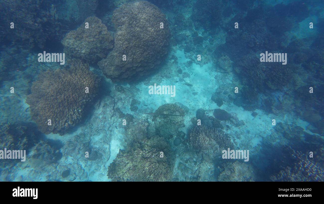 Photography of fish and corals in Oman near Muscat during spring sunny ...