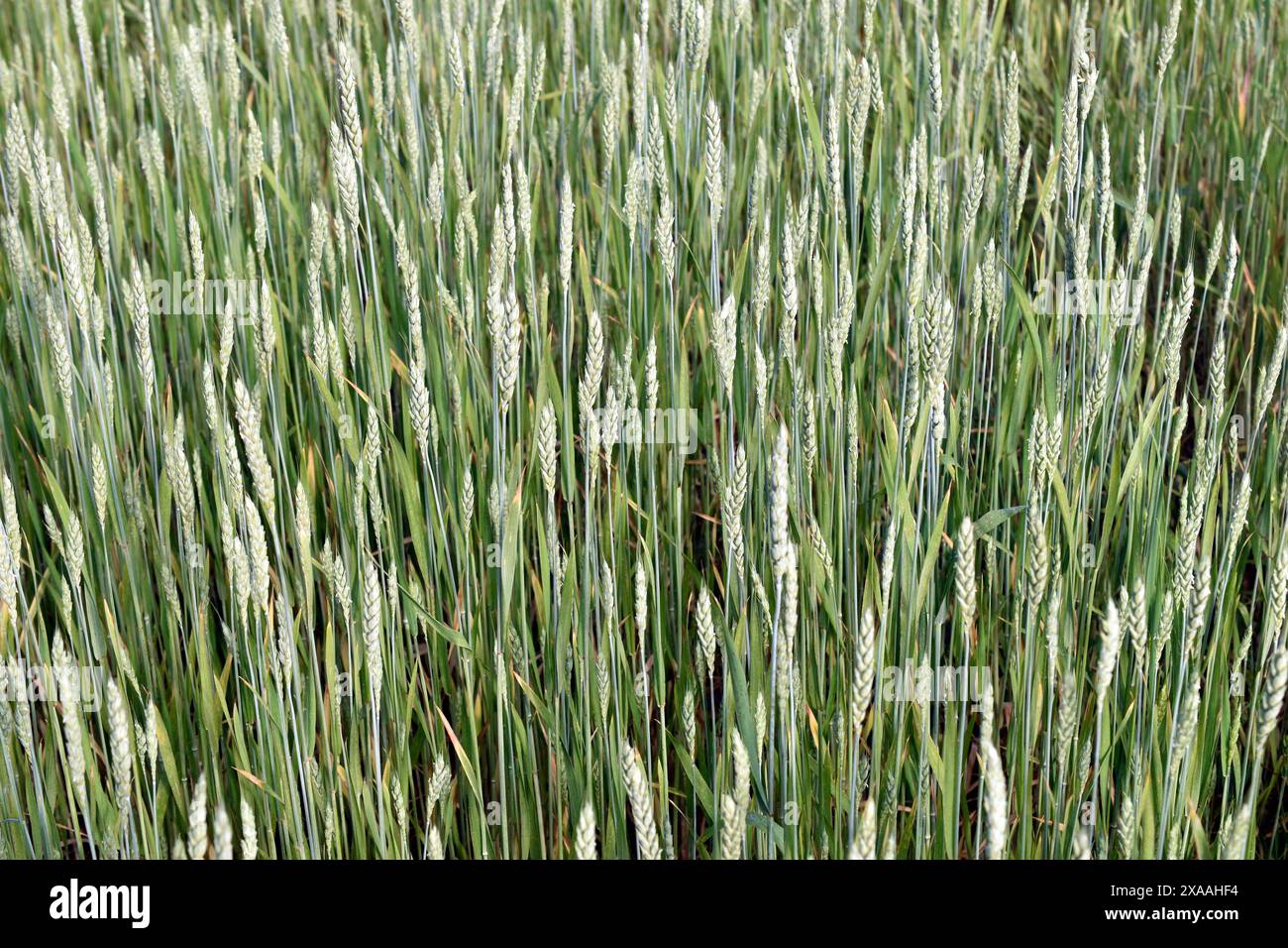 Green sea of wheat ripening on the field. Background image Stock Photo ...