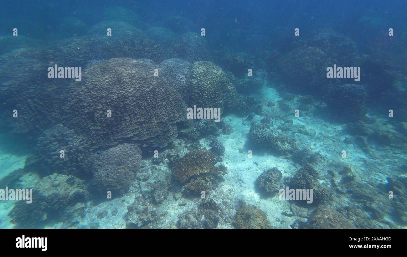 Photography of fish and corals in Oman near Muscat during spring sunny ...