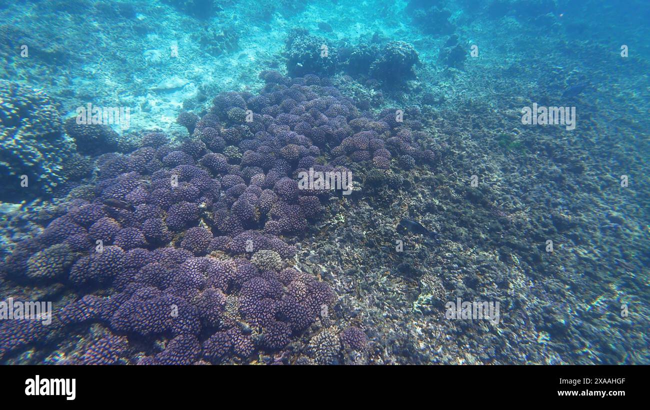 Photography of fish and corals in Oman near Muscat during spring sunny ...