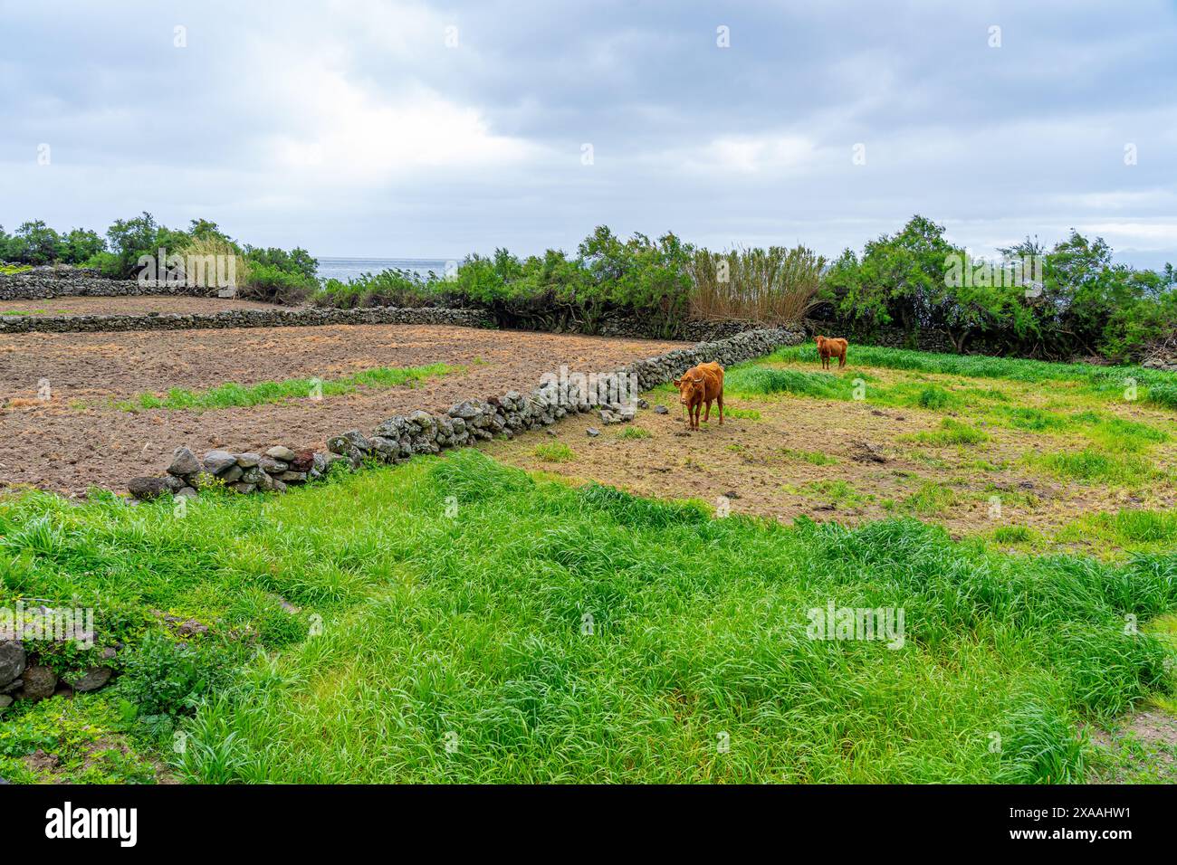 Happy cows and calves grazing in the Azores archipelago. São Jorge ...