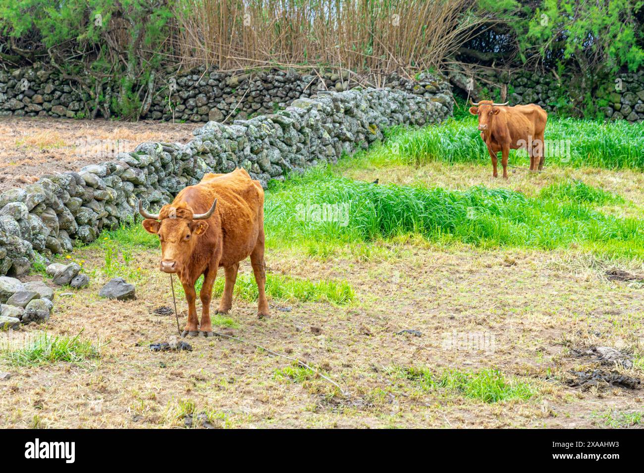 Happy cows and calves grazing in the Azores archipelago. São Jorge ...