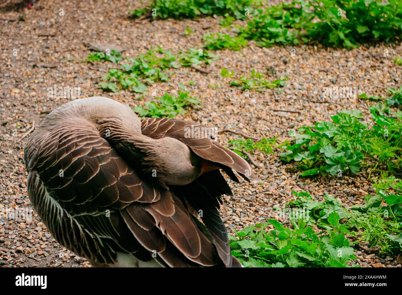 Goose cleaning itself in St. James's Park London Stock Photo - Alamy