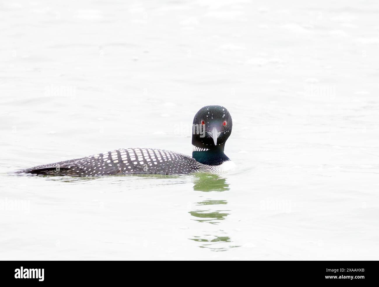 Common Loon in Full Breeding Plumage Looking at Camera Stock Photo - Alamy