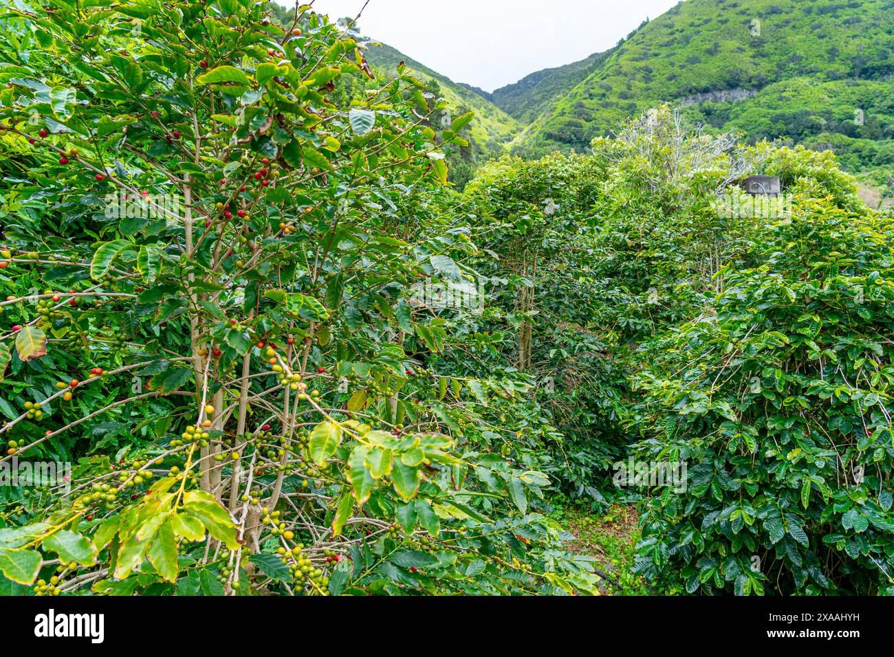 coffee production area and detail of the green and ripe fruit in Fajã ...