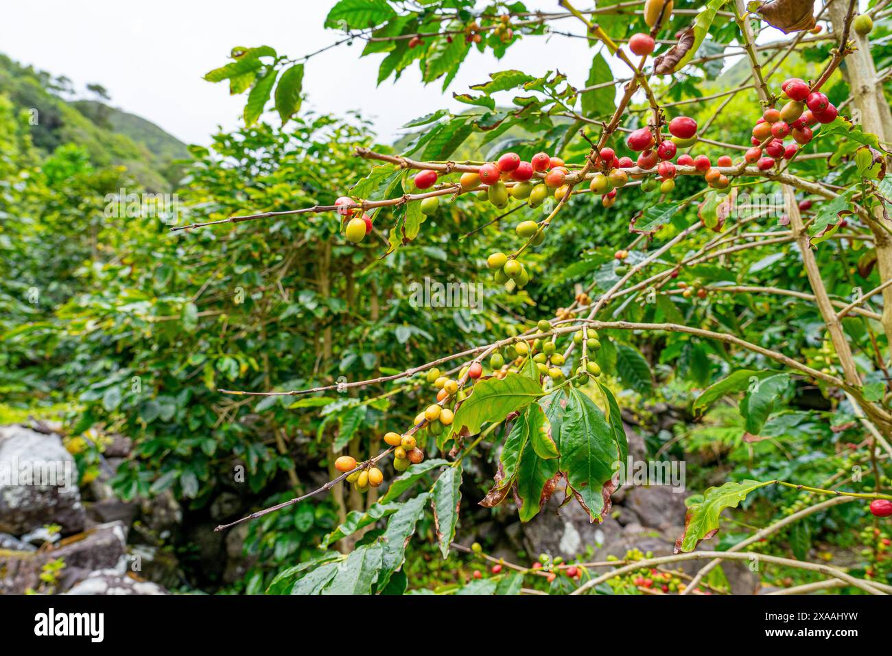 coffee production area and detail of the green and ripe fruit in Fajã ...
