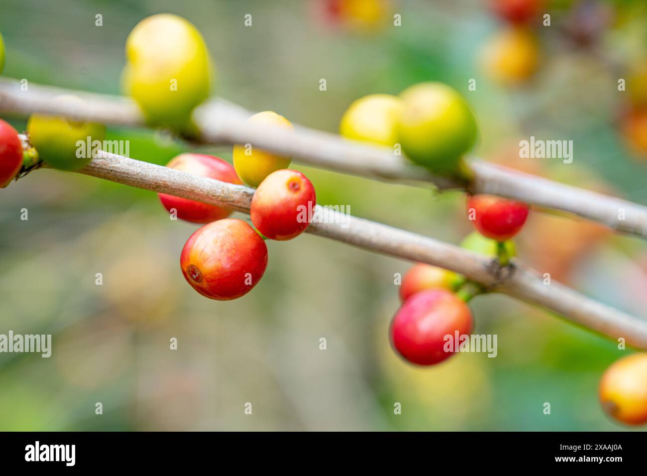coffee production area and detail of the green and ripe fruit in Fajã ...